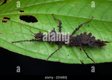 Stick Insect Phasmatidae Panama Stock Photo - Alamy