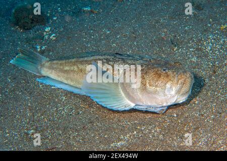 Atlantic stargazer(Uranoscopus scaber). He lives buried in the sand ...