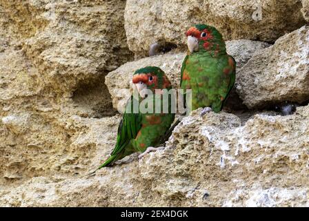 Mitred parakeet / mitred conure (Psittacara mitratus) on rock ledge in ...