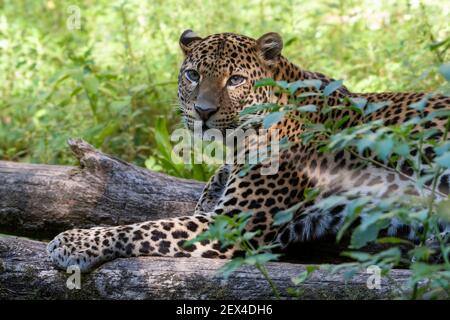 Javan leopard (Panthera pardus melas) sitting on fallen tree trunk in ...