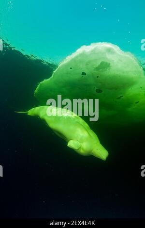 beluga whale Delphinapterus leucas adult swims through an open lead in ...