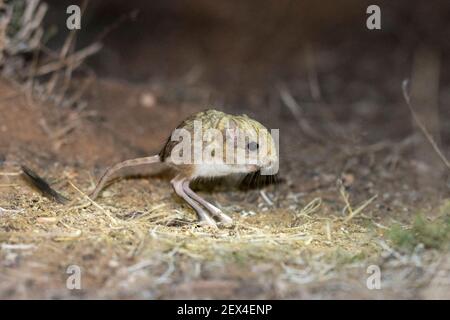 Kozlov's Pygmy Jerboa (Salpingotus kozlovi) a native species of rodent ...