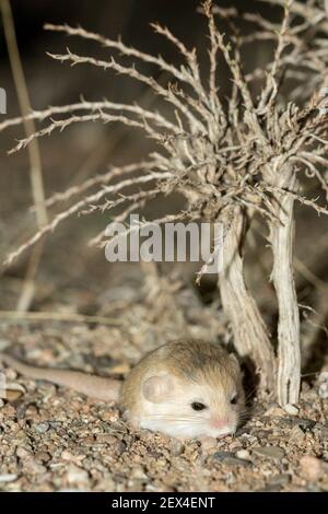 Thick-tailed pygmy jerboa (Salpingotus crassicauda) adult hand held at ...