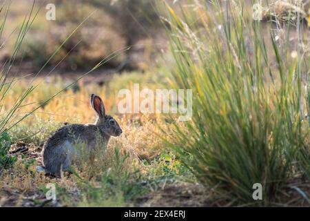 Tolai Hare (Lepus tolai) eating grasses in an oasis in the Galba Gobi ...