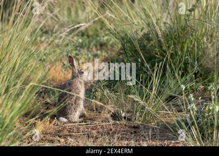Tolai Hare (Lepus tolai) eating grasses in an oasis in the Galba Gobi ...