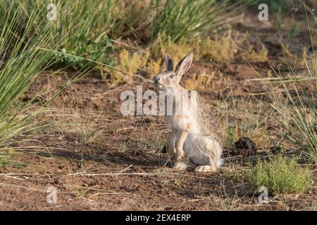 Tolai Hare (Lepus tolai) eating grasses in an oasis in the Galba Gobi ...