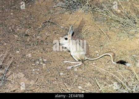Mongolian five-toed jerboa (Allactaga sibirica) going into burrow, Gobi ...