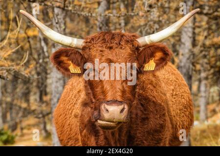 portrait of salers cow in pasture Stock Photo - Alamy