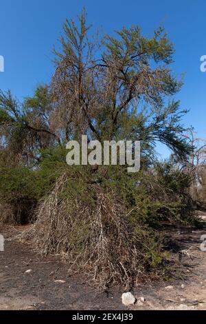 Tamarugo tree (Prosopis tamarugo), Atacama, Chile Stock Photo - Alamy