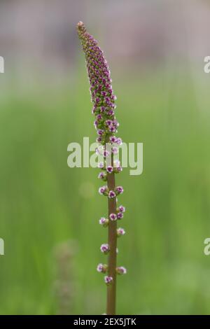 Seaside arrowgrass (Triglochin maritima Stock Photo - Alamy