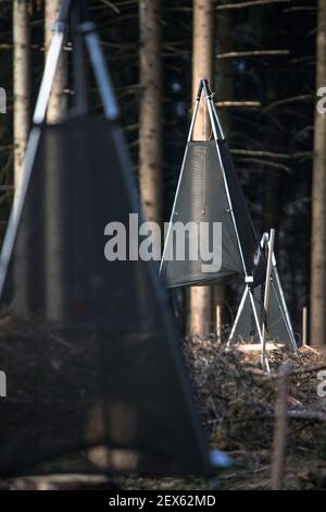 bark beetle lure traps in the forest Stock Photo - Alamy