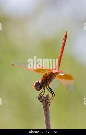 African dragonfly (Odonata), Namibia, Africa Stock Photo - Alamy