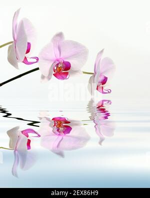 Water surface with orchid flower in the swimming pool - tropical ...