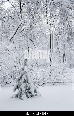 Conifer forest in snowy conditions, near Postbridge, Dartmoor National ...
