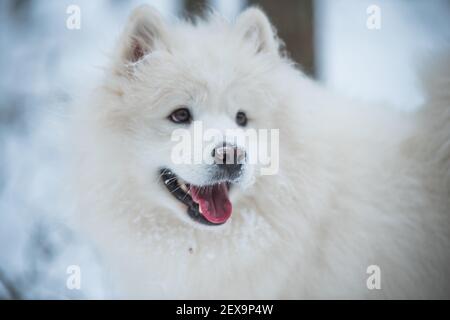 Samoyed white dog portrait closeup is in the winter forest Stock Photo ...