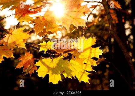 Autumn, maple leafs in Indian Summer, Provinz of Quebec, Canada Stock ...