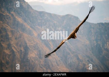 wild condor flying above Peruvian mountains Stock Photo - Alamy