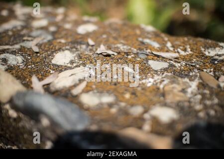Mos textures background. Die Brown dark mos on Stone background Stock ...