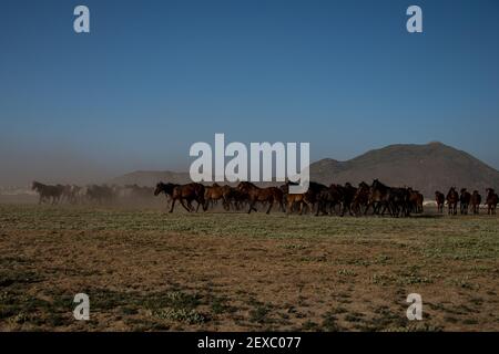 wild horses wandering loose in droves Stock Photo - Alamy