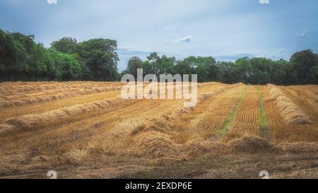 Rows of ripe golden corn on a background of blue sky with clouds ...
