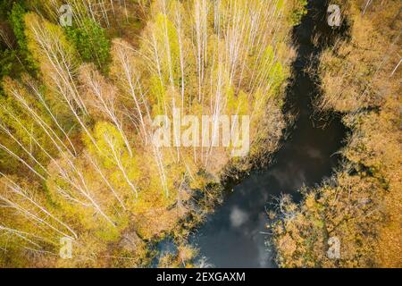 beautiful bog landscape in spring, bog pine and bog plant background ...