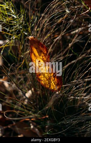 autumn background with natural elements Stock Photo - Alamy
