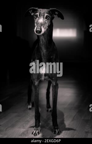 A grayscale of an adorable dog standing on the muddy ground holding a ...