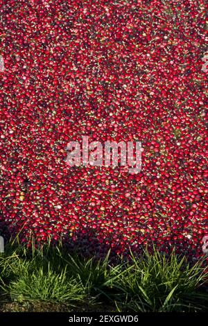 A cranberry field with a ripe crop of red berries in autumn, flooding ...
