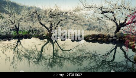 Plum trees and pond in Gwangyang, South Korea, during Maehwa flower ...