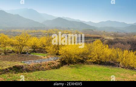 Landscape of Gurye county (South Korea) during Sansuyu flower festival ...