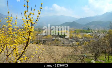 Landscape of Gurye county (South Korea) during Sansuyu flower festival ...