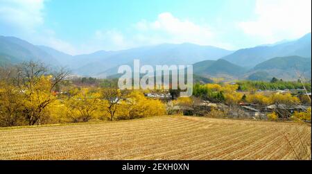 Landscape of Gurye county (South Korea) during Sansuyu flower festival ...