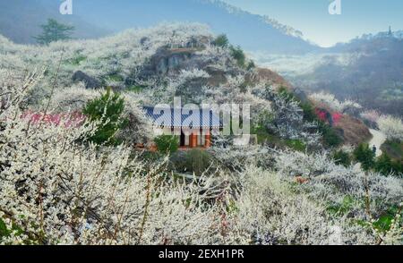 Plum trees blossom in Gwangyang, South Korea, during Maehwa flower ...