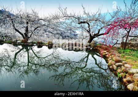 Plum trees and pond in Gwangyang, South Korea, during Maehwa flower ...