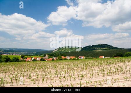 summer landscape with grainfield Stock Photo - Alamy