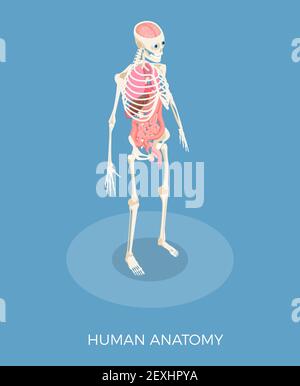 Skeleton isometric anatomy of human body. Internal organs 3D. Skull and ...