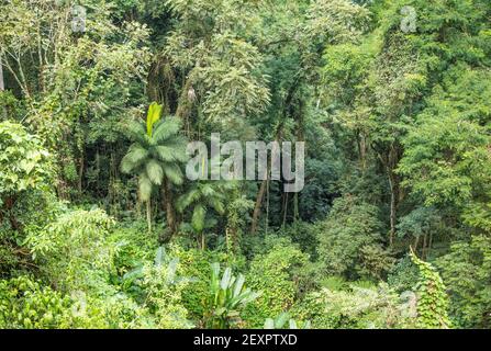 A beautiful view of a forest with various types of trees and plants ...