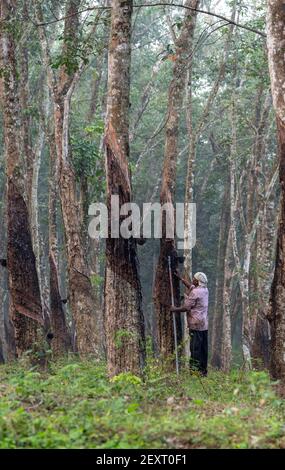 Tapping a Rubber Tree Hevea brasiliensis Basilan Island Mindanao ...