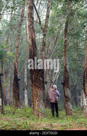 Tapping a Rubber Tree Hevea brasiliensis Basilan Island Mindanao ...