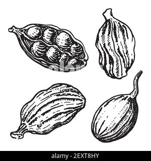 Cardamom graphic black white isolated sketch illustration vector Stock ...