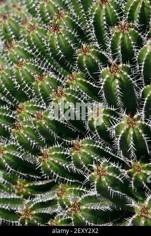 the Cactus Euphorbiaceae or Euphorbia Echinus from Morocco at the ...