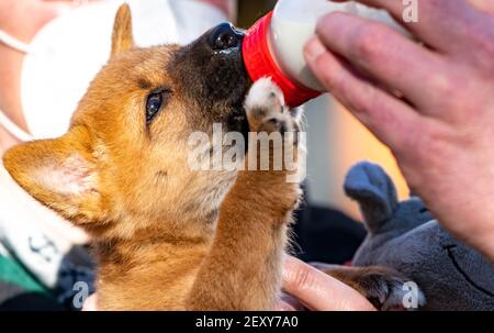 Schleswig-Holstein, Neumünster, Germany. 05 March 2021: A dingo puppy ...