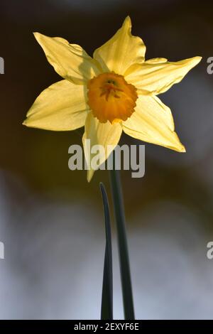 Backlit Daffodil flower Stock Photo - Alamy