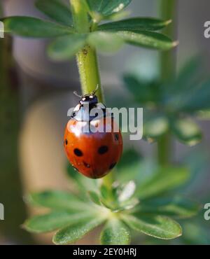 view from above of some ladybugs on a transparent surface Stock Photo ...