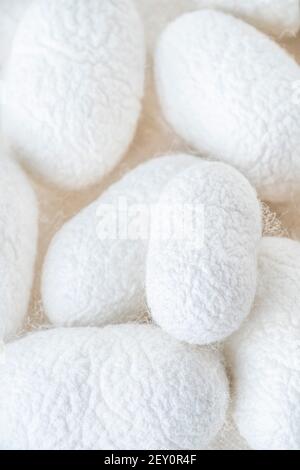 white silkworm cocoons shells, source of silk fabric as a background ...