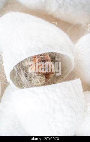 white silkworm cocoons shells, source of silk fabric in the basket ...