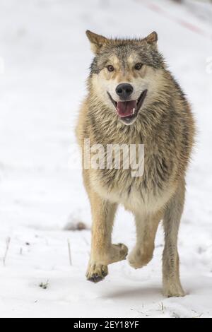 Black and gray wolf pups playing, near Sandstone, Minnesota, USA Stock ...