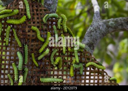Muga Silkworms released on a Som tree (Machilus Bombycina) in the ...