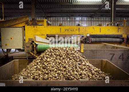 National Dahlia Collection Varfell Winchester Growers process bulbs ...