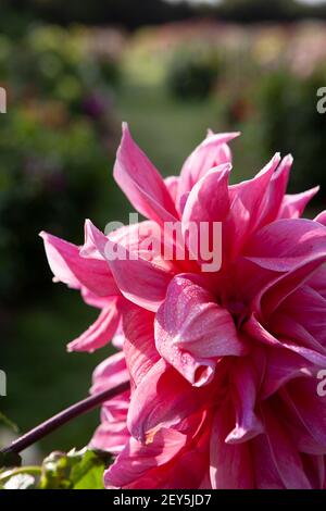 Assorted flowers at the National Dahlia Collection, Cornwall Stock ...